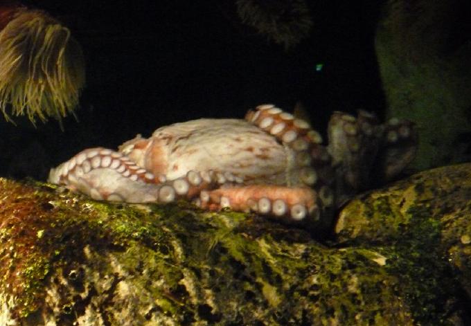 Anatomia Do Polvo Gigante Do Pacifico Você Já Ouviu Falar Do Polvo