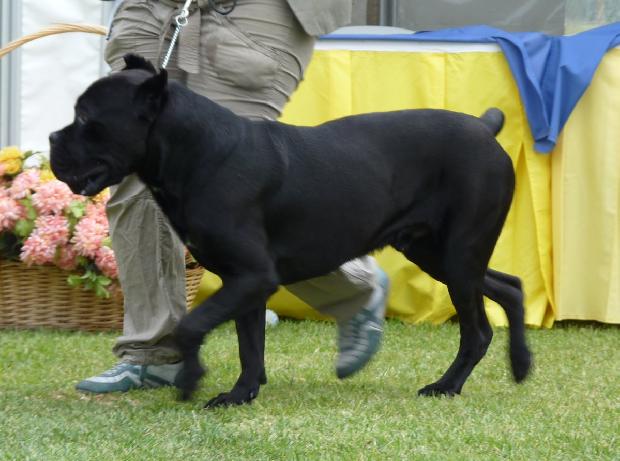 Cane Corso Italiano