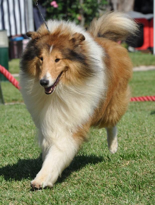 Collie de Pêlo Comprido