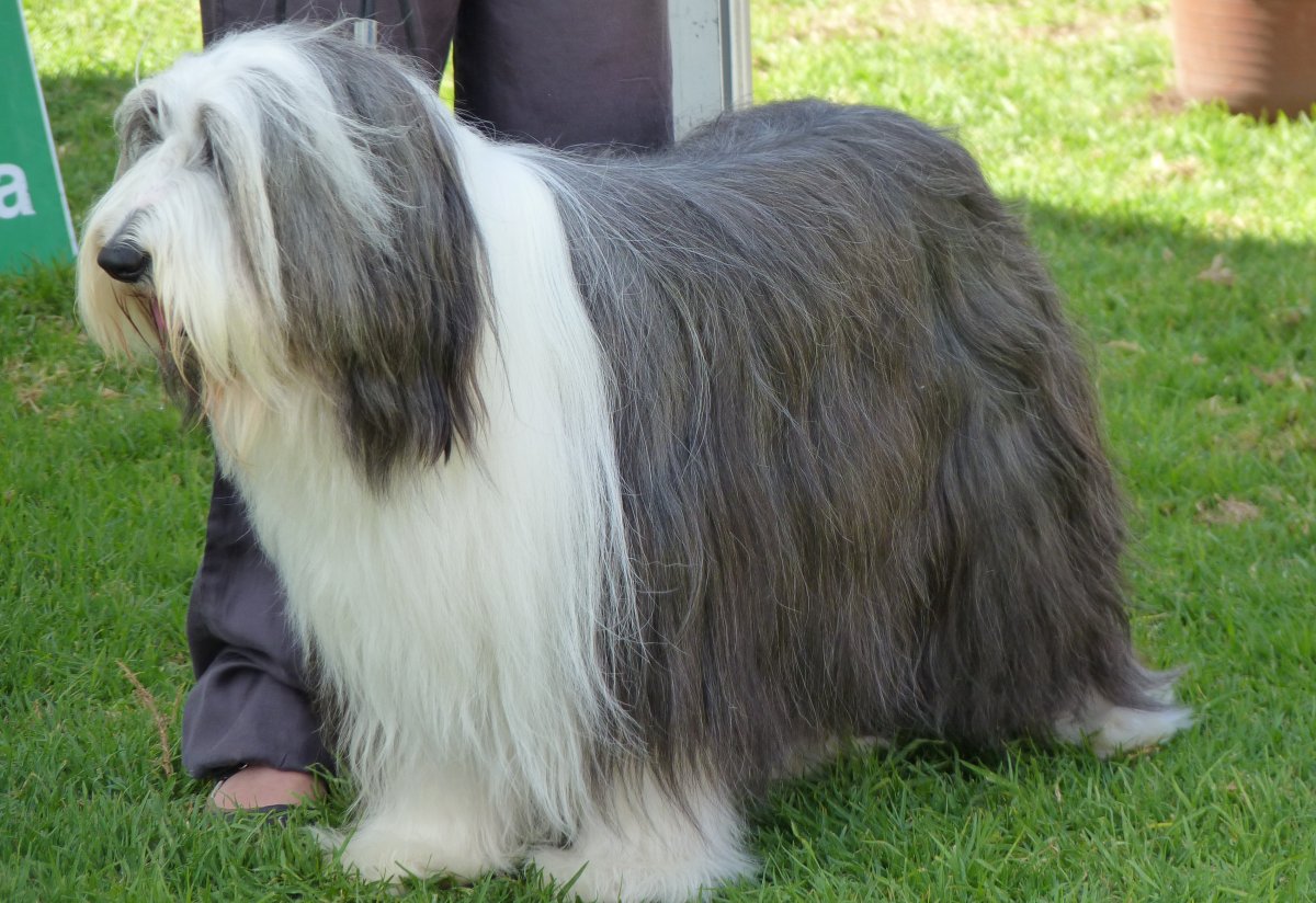 Bearded Collie